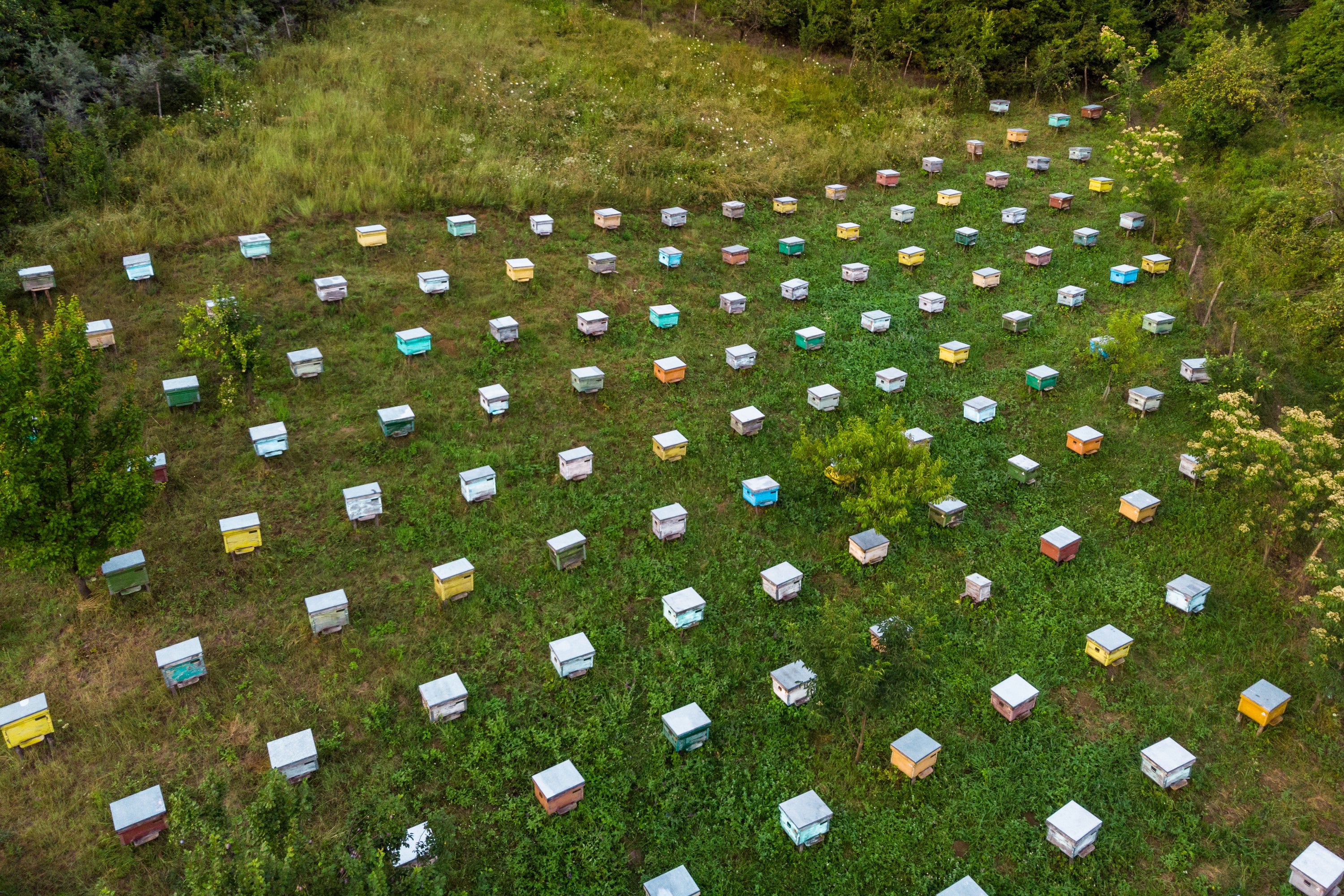 The Secret Lives of Bees: Understanding Beehive Social Structure – Big ...